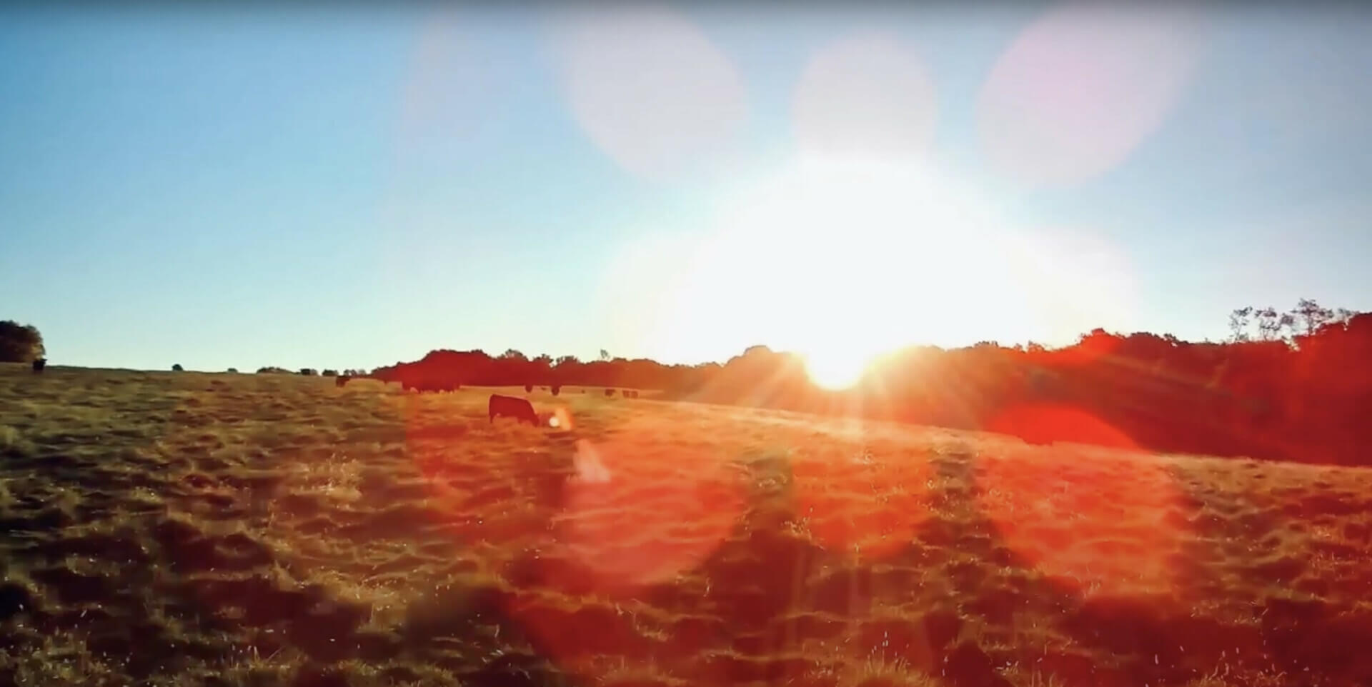 Home - Musgrave Angus